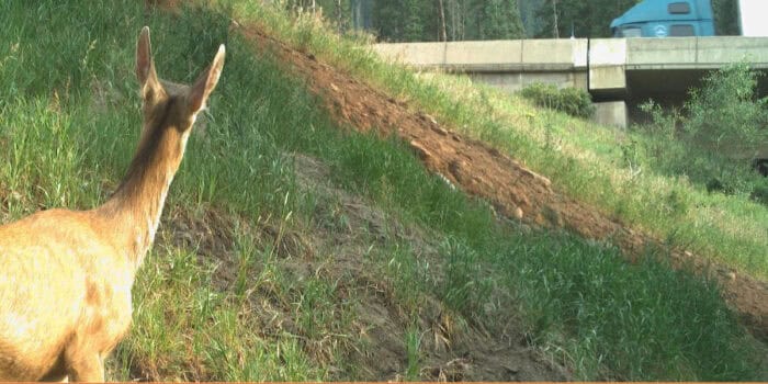 How do the mule deer cross the road? This Colorado civil engineer ...