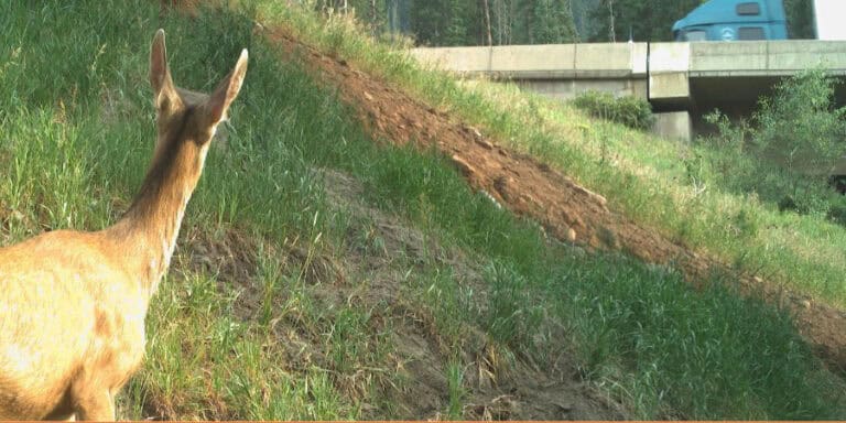 How do the mule deer cross the road? This Colorado civil engineer ...